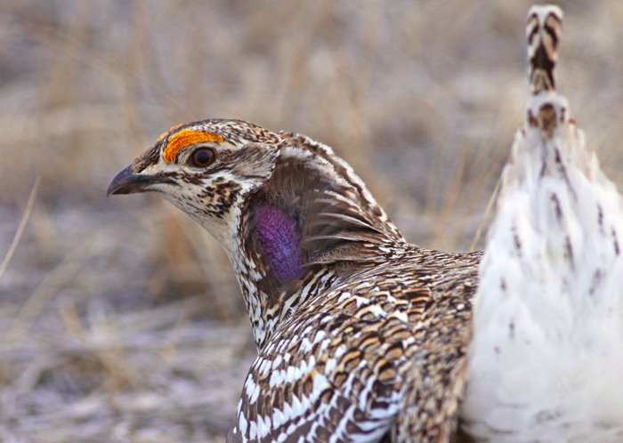 Trevor Herriot's Grass Notes: Birdline on Monday--a question about ...